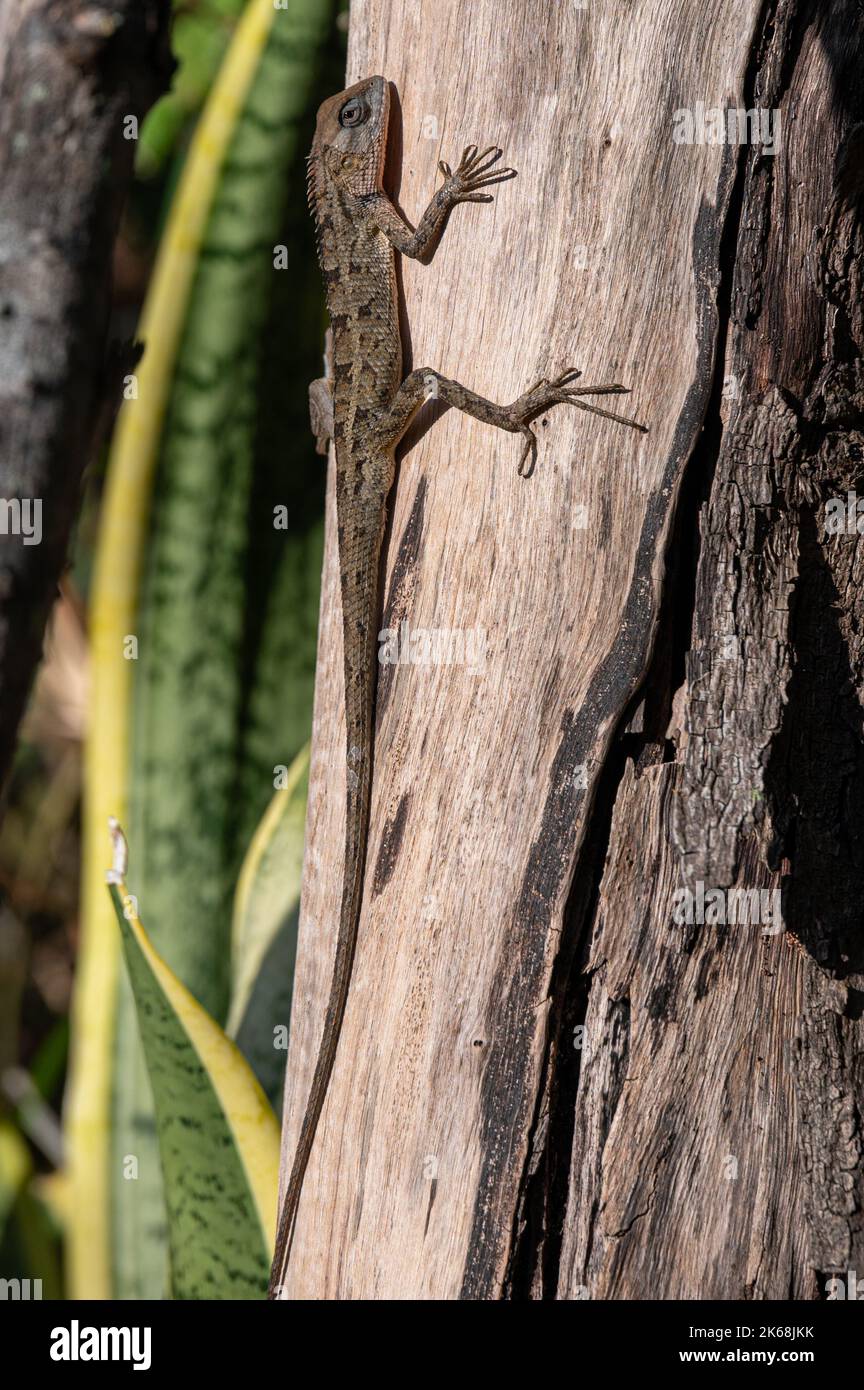 Mauritius bel ombre wildlife hi-res stock photography and images - Alamy