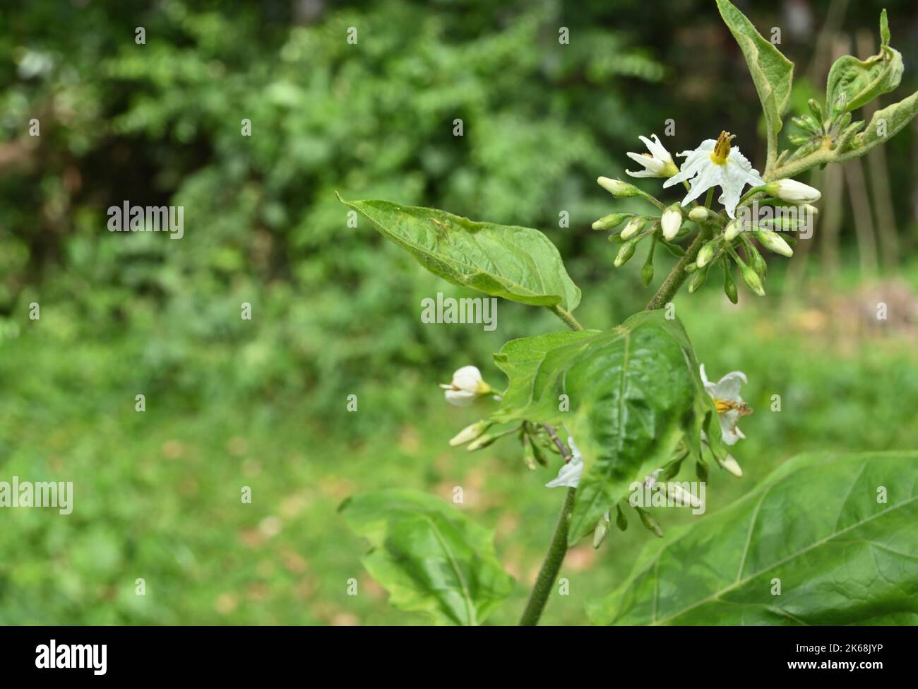 Thibbatu plant hi-res stock photography and images - Alamy
