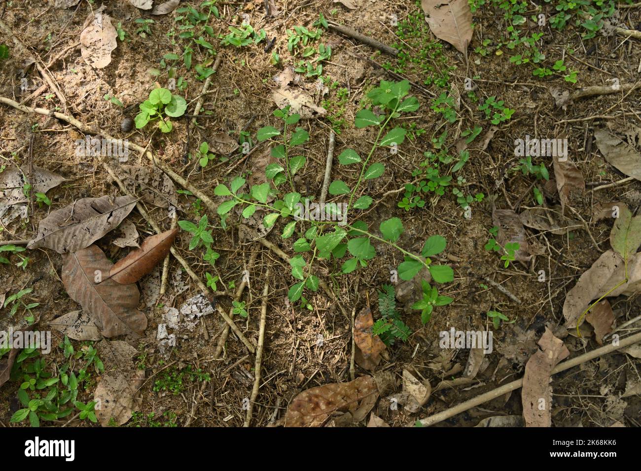 Arrow leaf sida plant hi-res stock photography and images - Alamy