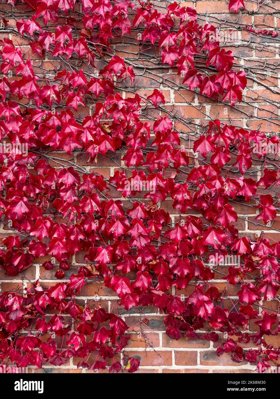 Red leaves of Parthenocissus Tricuspidata commonly called Boston Ivy ...