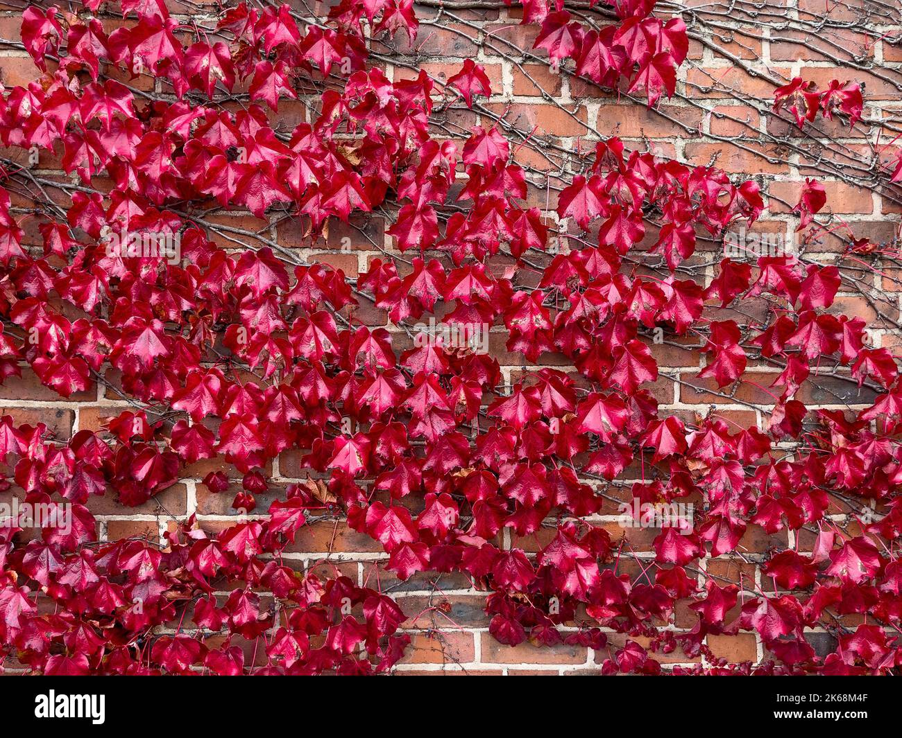 Red leaves of Parthenocissus Tricuspidata commonly called Boston Ivy ...
