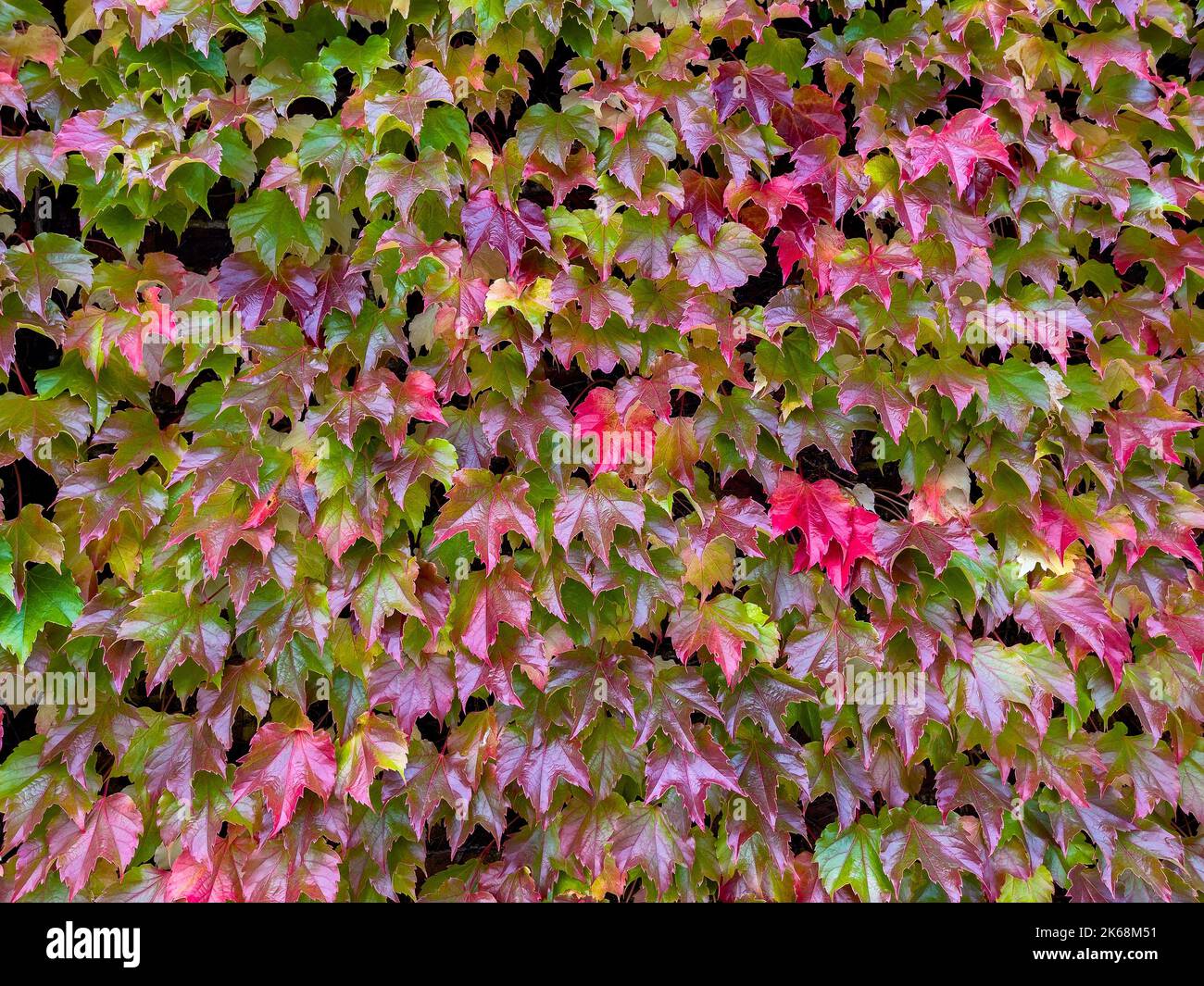 The green leaves of Parthenocissus Tricuspidata (commonly called Boston ...