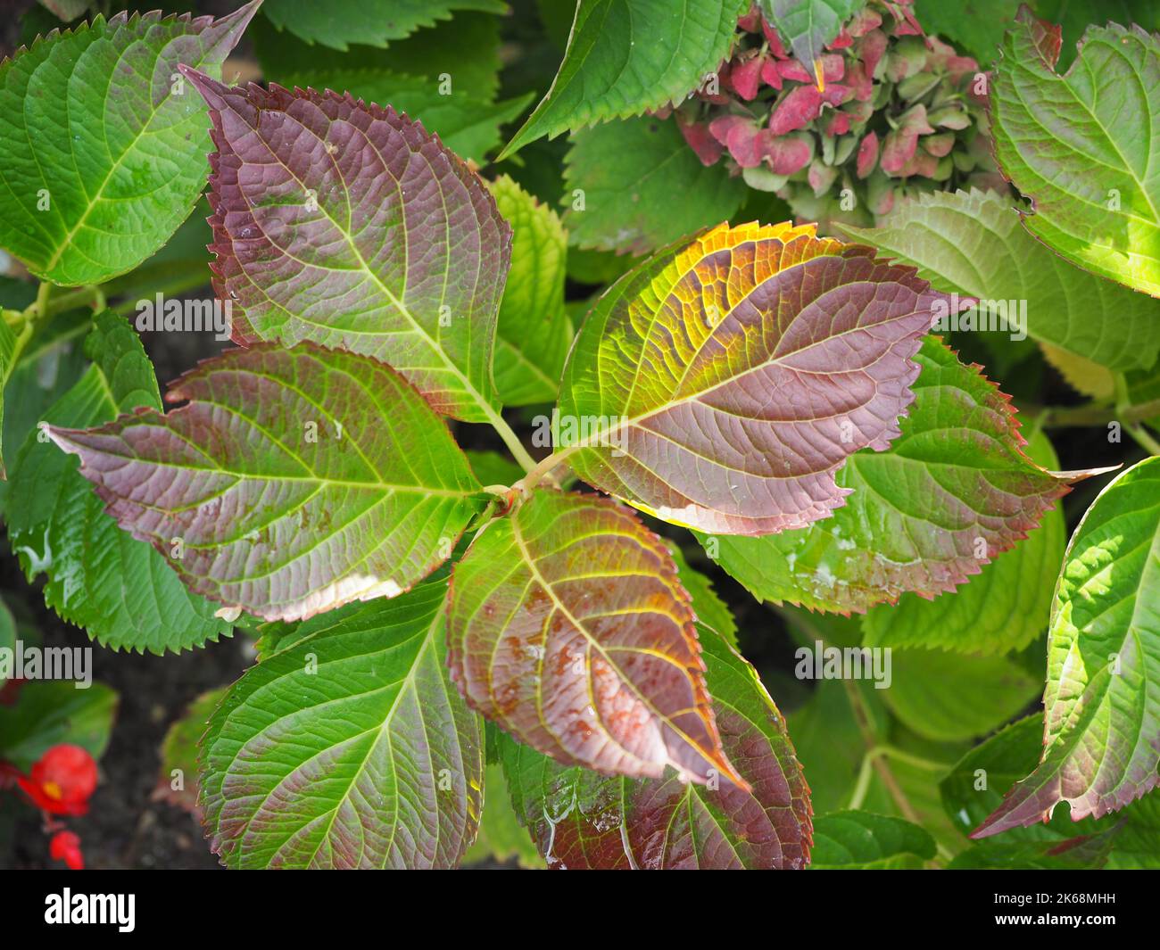 Lush green hydrangea leaves hi-res stock photography and images - Alamy