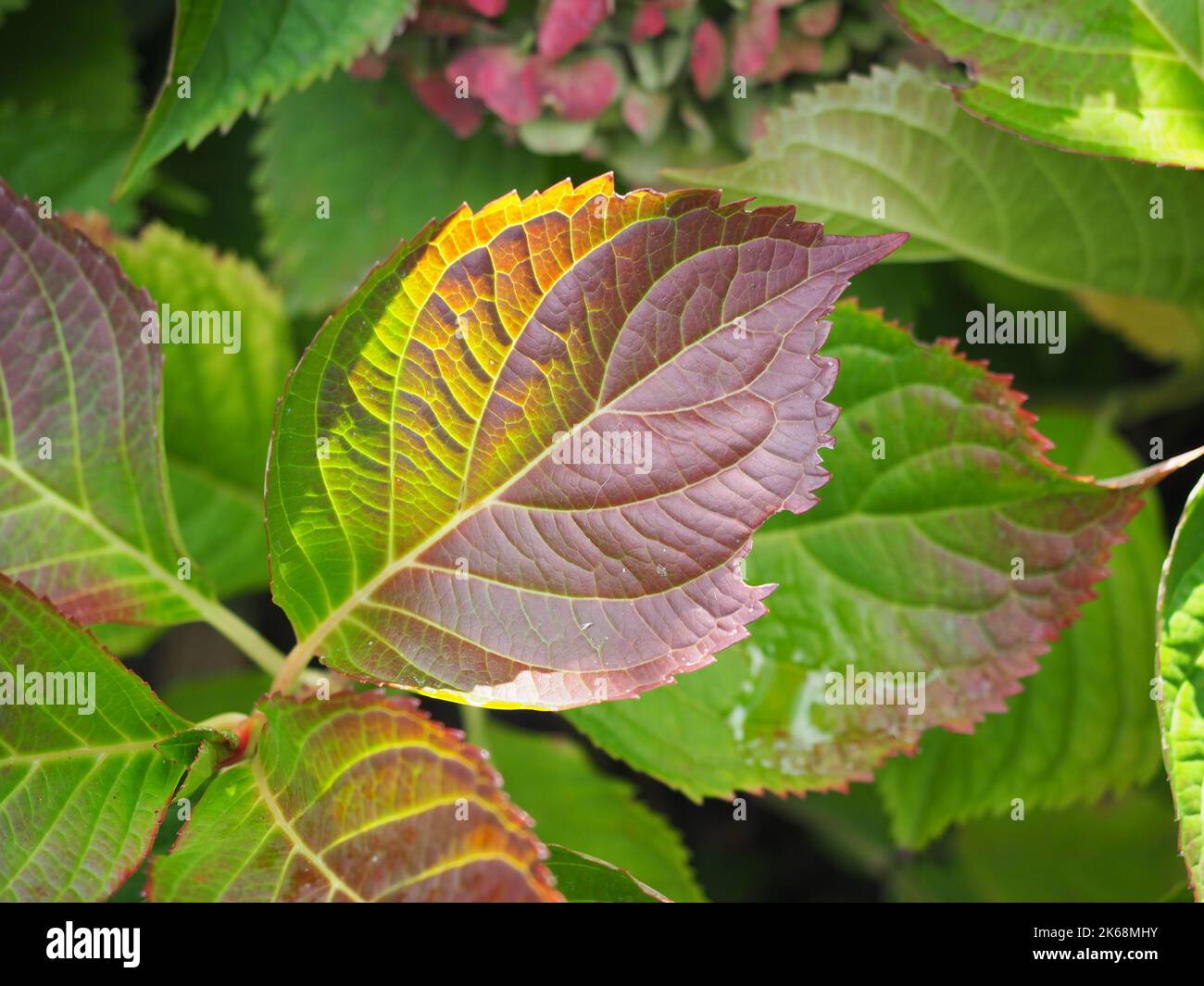 Lush green hydrangea leaves hi-res stock photography and images - Alamy