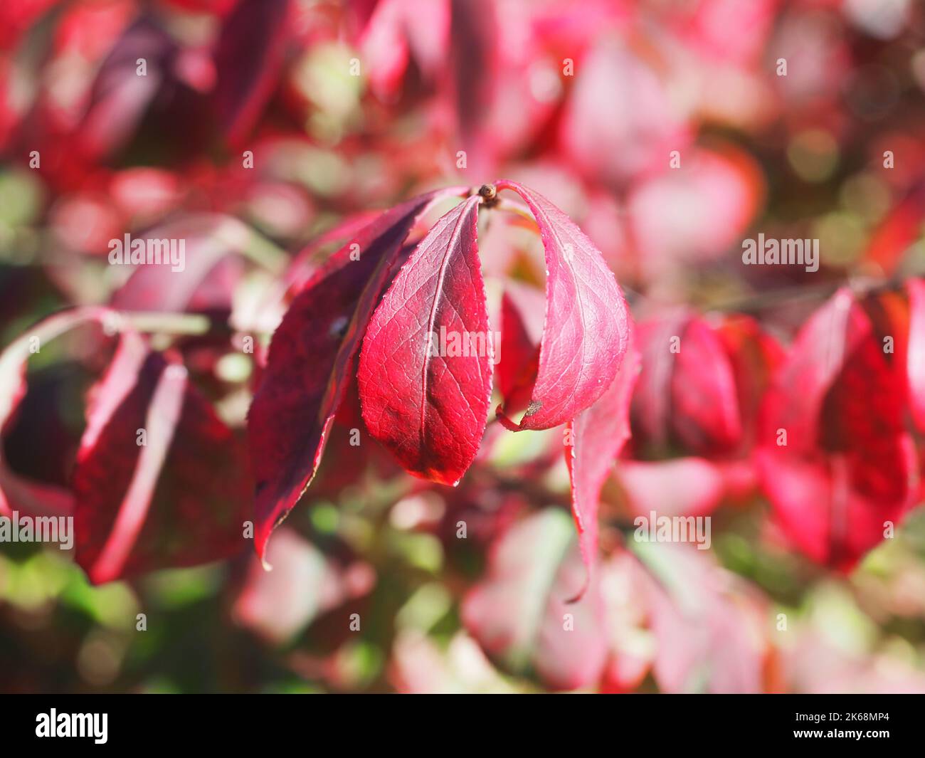 Red leaves of Winged Euonymus Burning Bush Stock Photo - Alamy