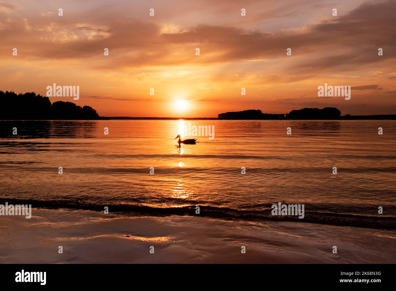 Lake at sunset. Calm water in evening, dusk landscape with duck ...