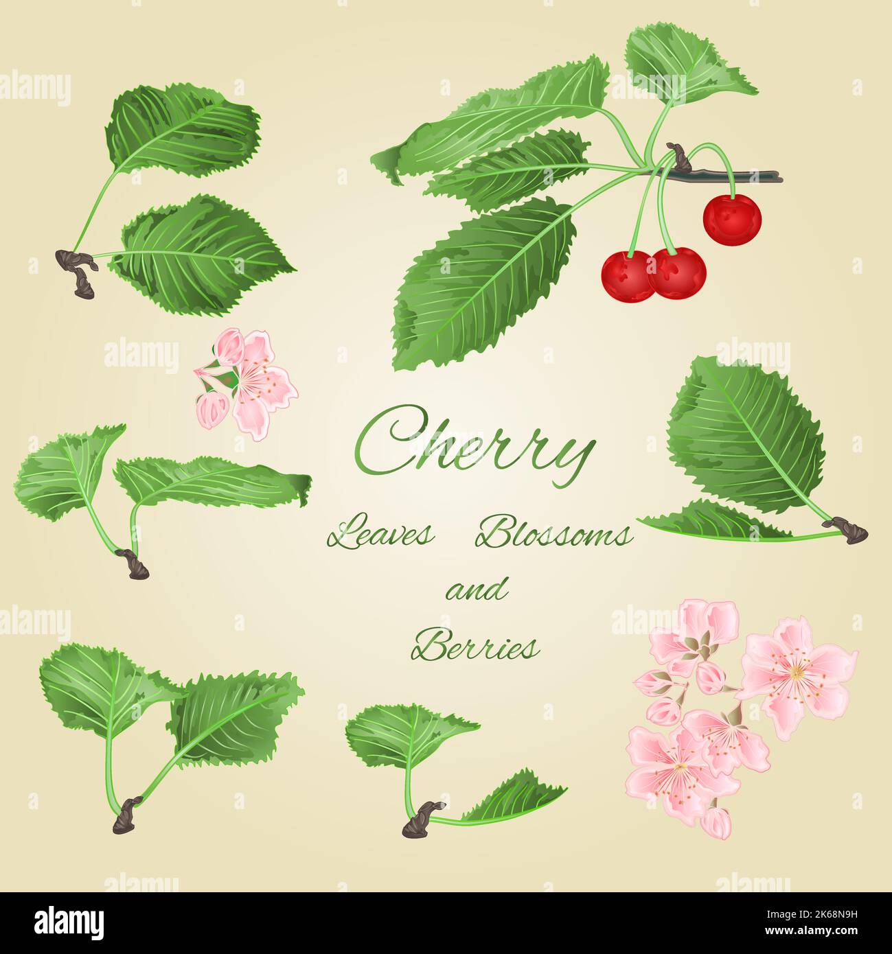 Cherry leaves and berries vector Stock Vector Image & Art - Alamy