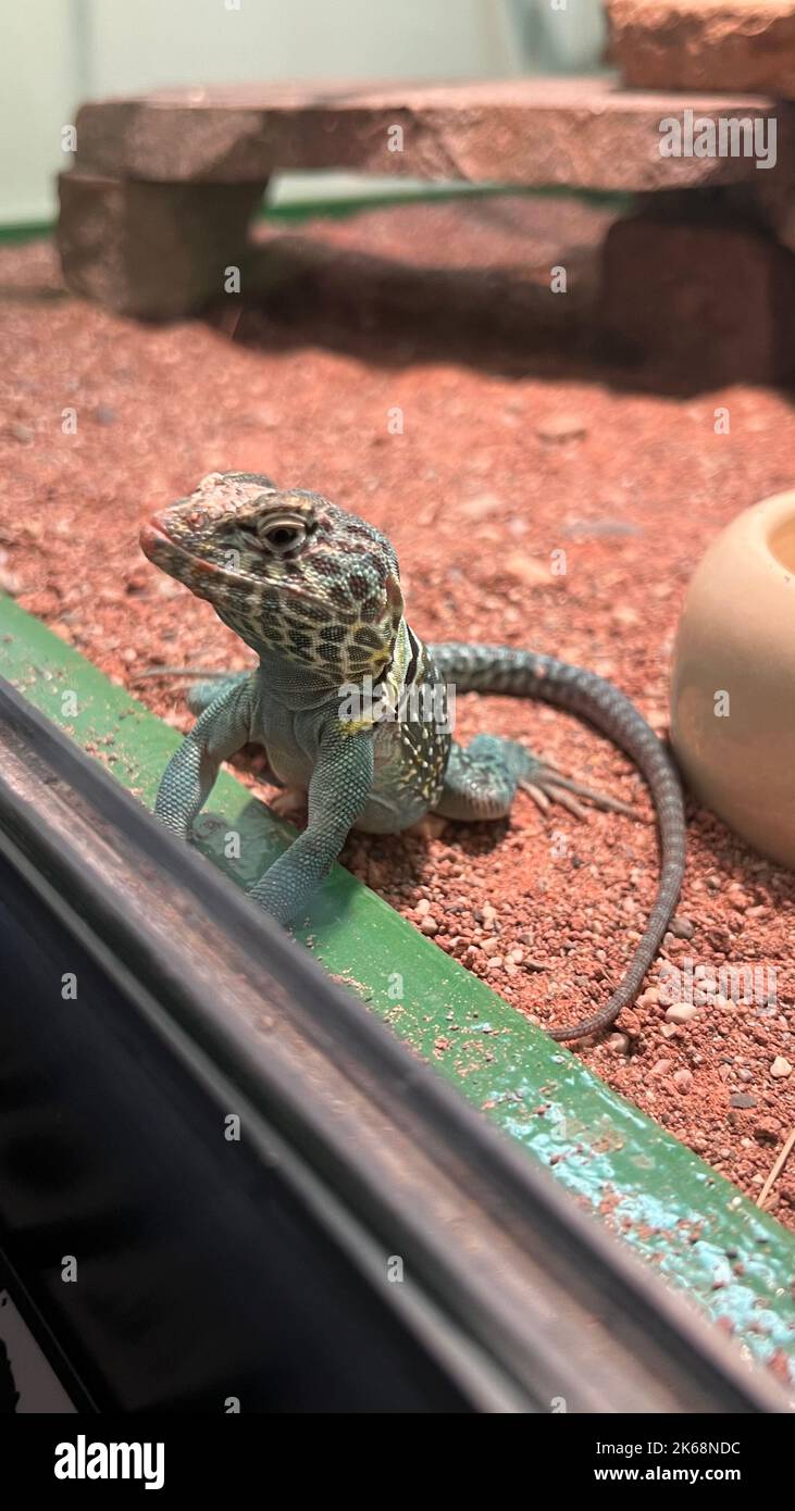 Patterned species hi-res stock photography and images - Alamy
