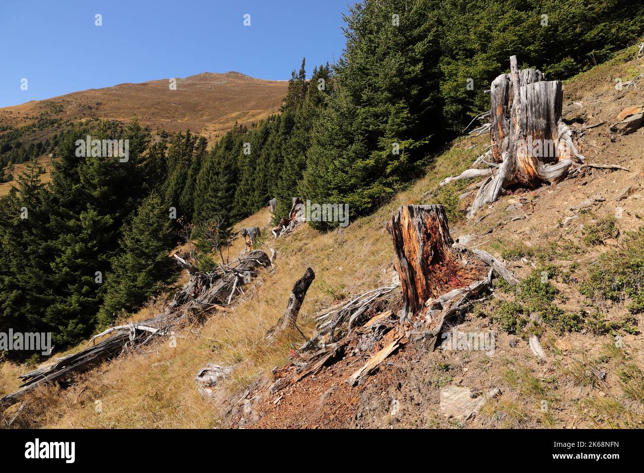 an old dead tree in a clearing Stock Photo - Alamy