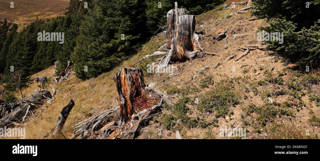 an old dead tree in a clearing Stock Photo - Alamy