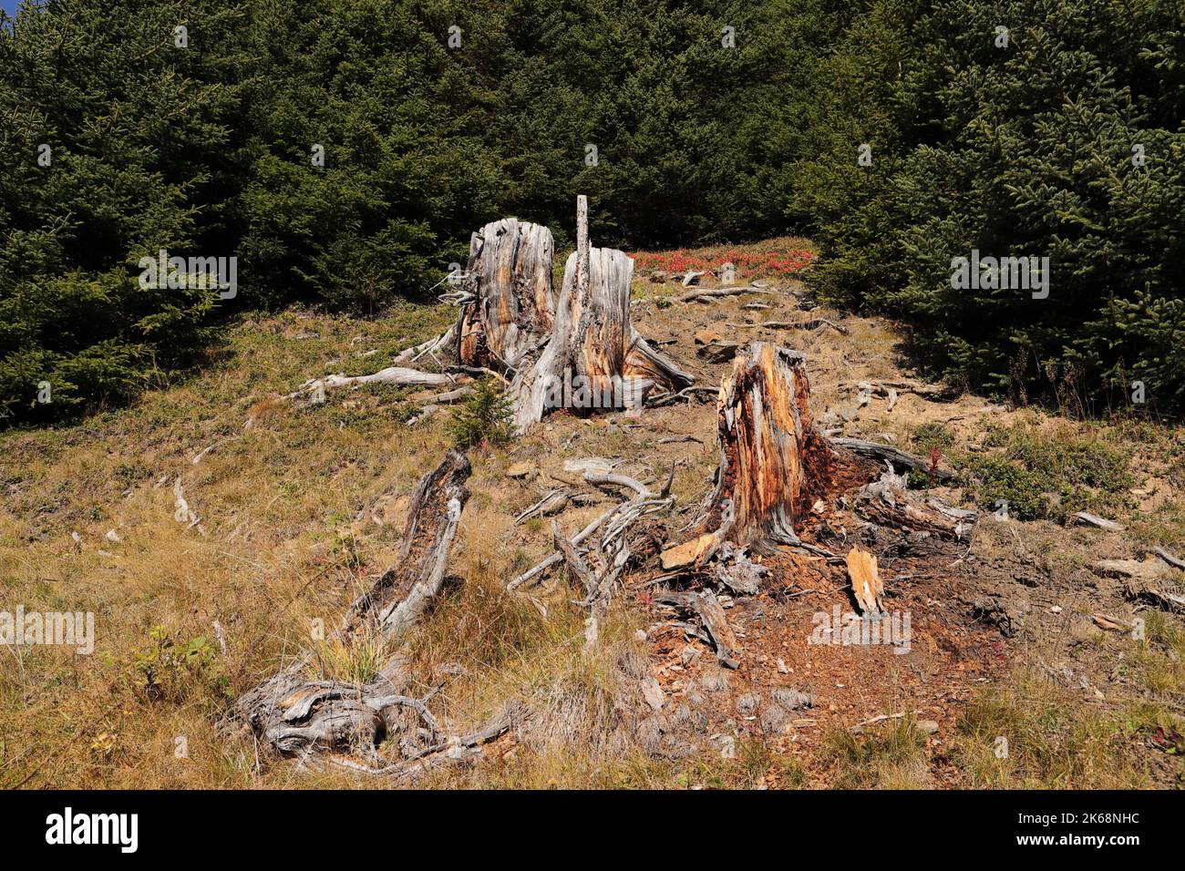 an old dead tree in a clearing Stock Photo - Alamy
