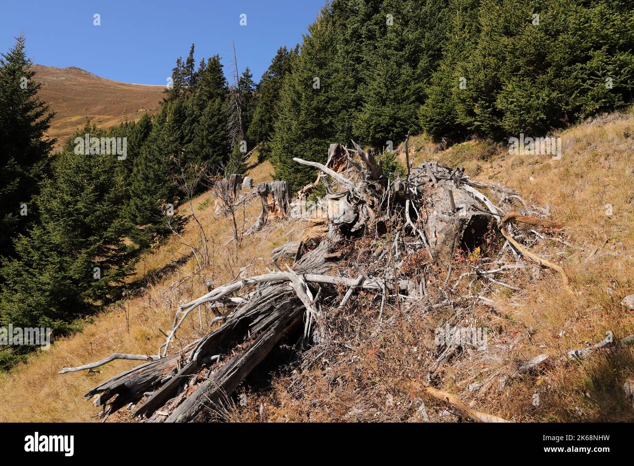 an old dead tree in a clearing Stock Photo - Alamy