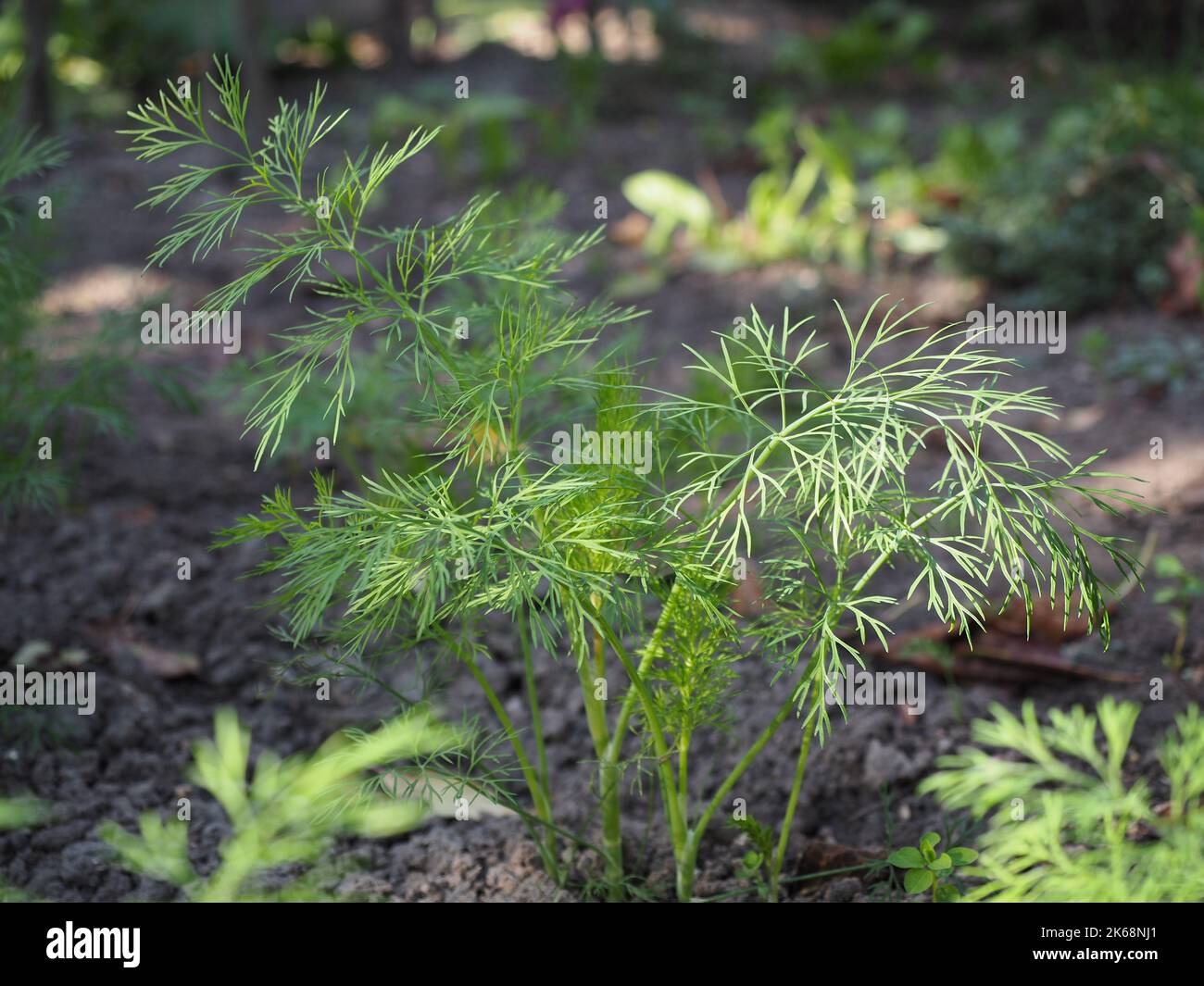 Dill (Anethum graveolens) in the garden Stock Photo - Alamy