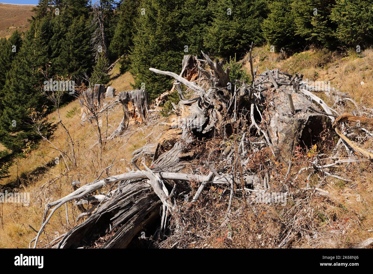 an old dead tree in a clearing Stock Photo - Alamy