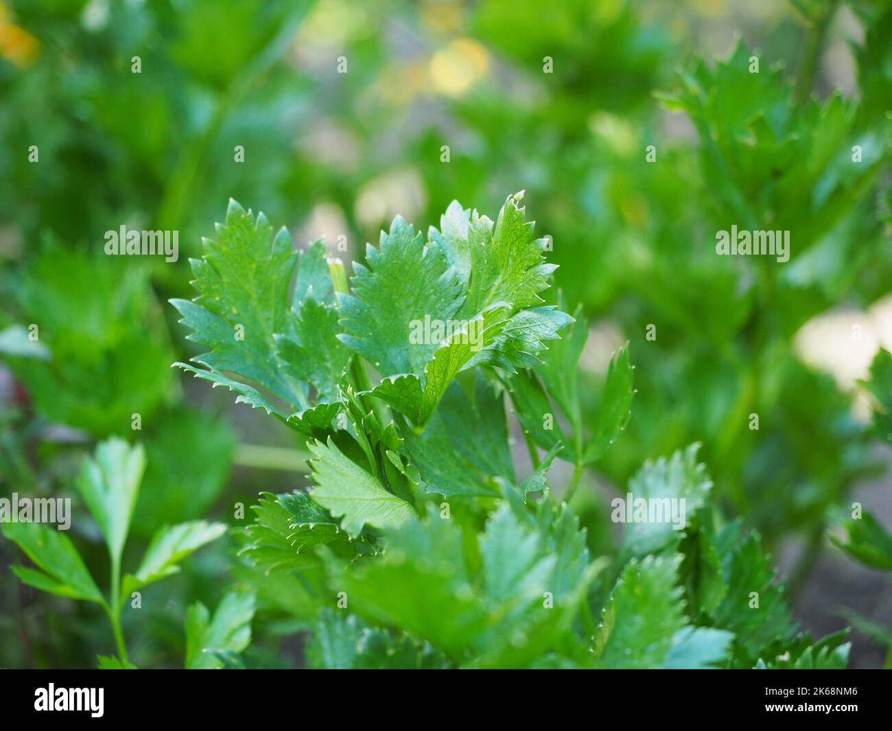 Lovage plant in the garden - Levisticum officinale Stock Photo - Alamy