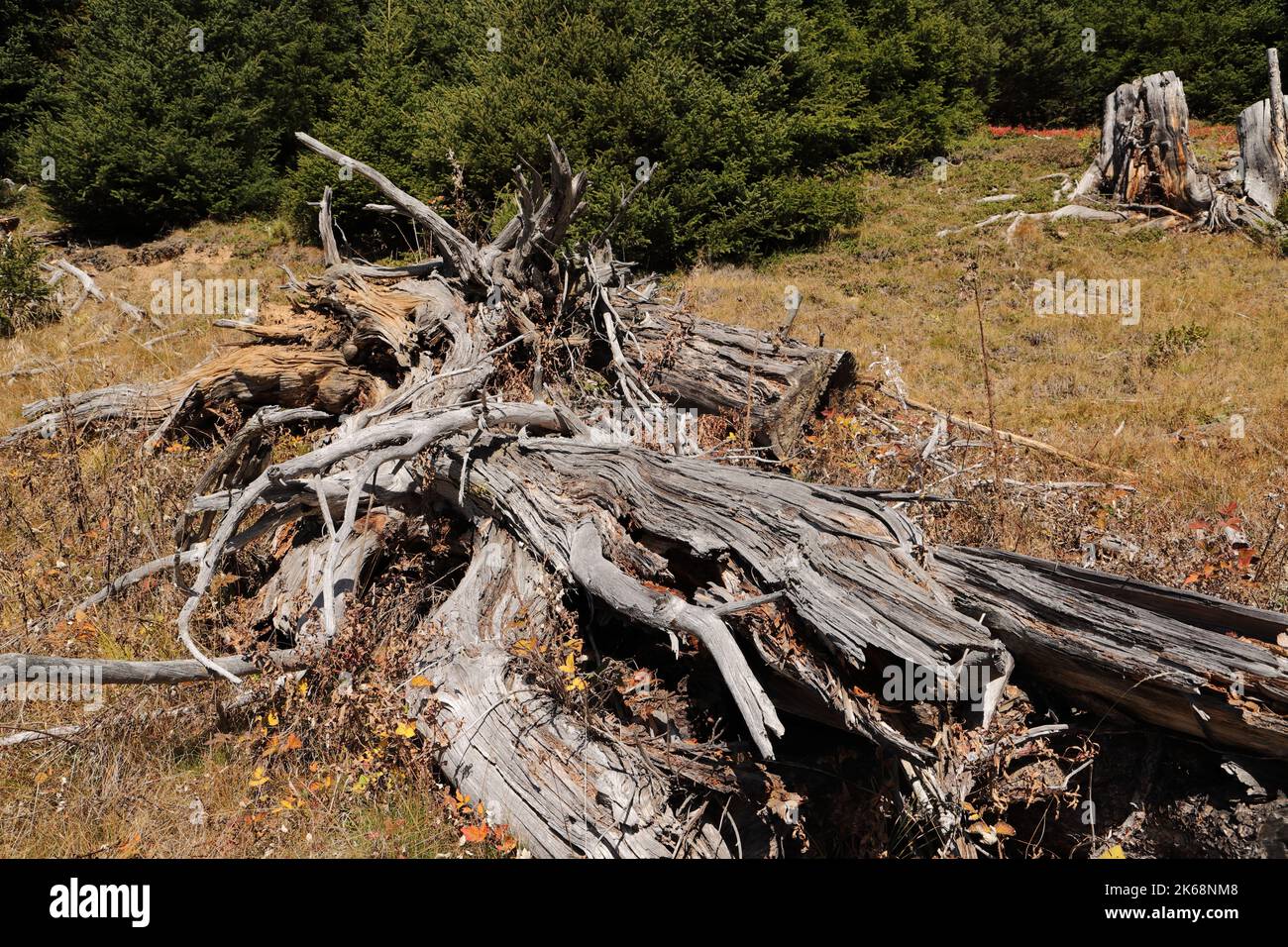 an old dead tree in a clearing Stock Photo - Alamy