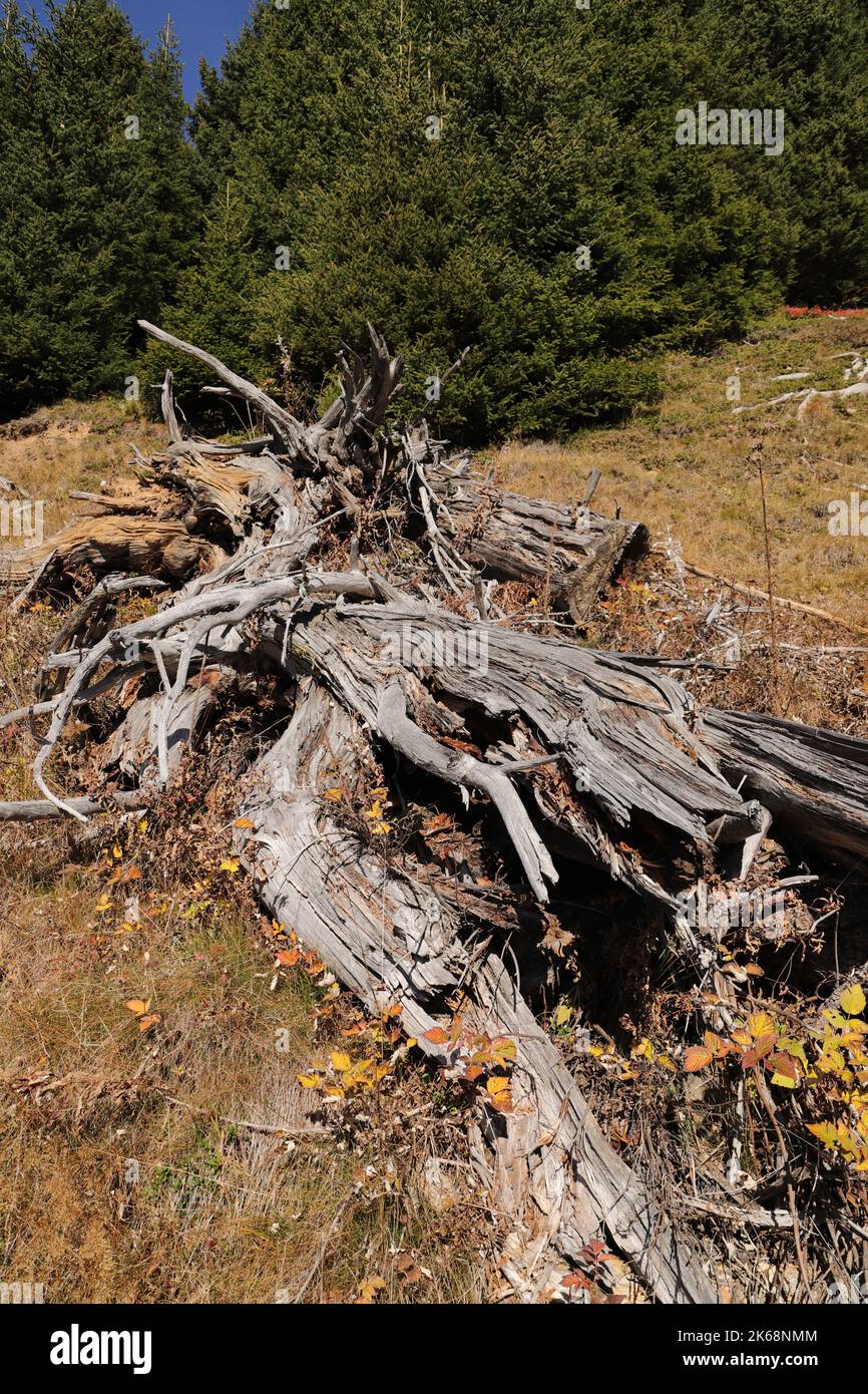 an old dead tree in a clearing Stock Photo - Alamy