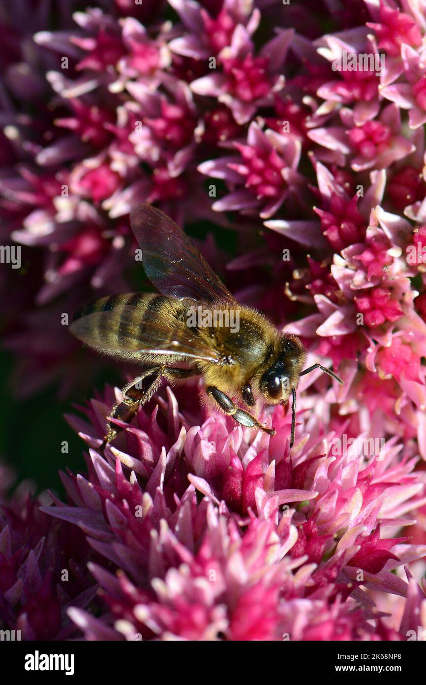 Abeille europeenne hi-res stock photography and images - Alamy