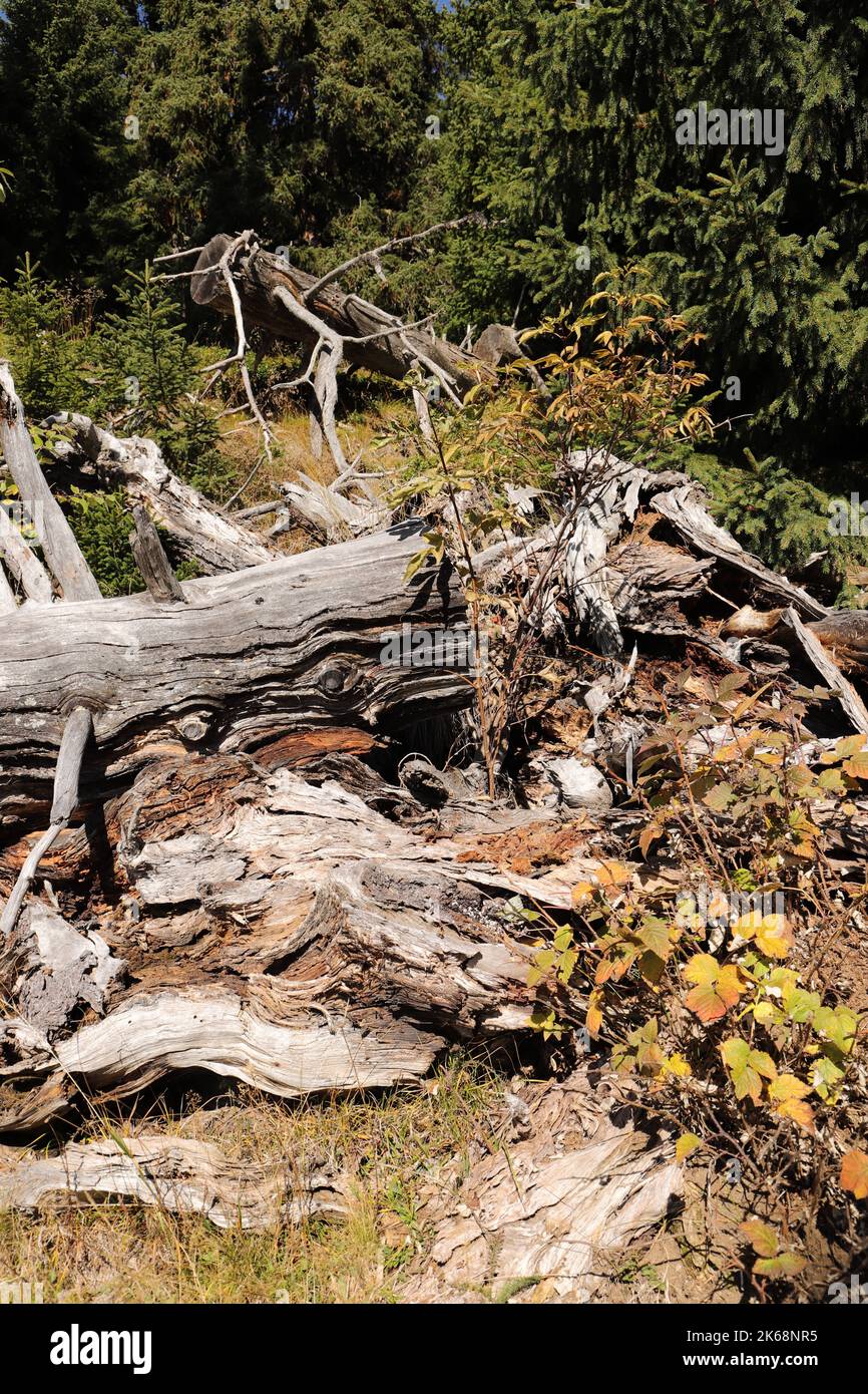an old dead tree in a clearing Stock Photo - Alamy