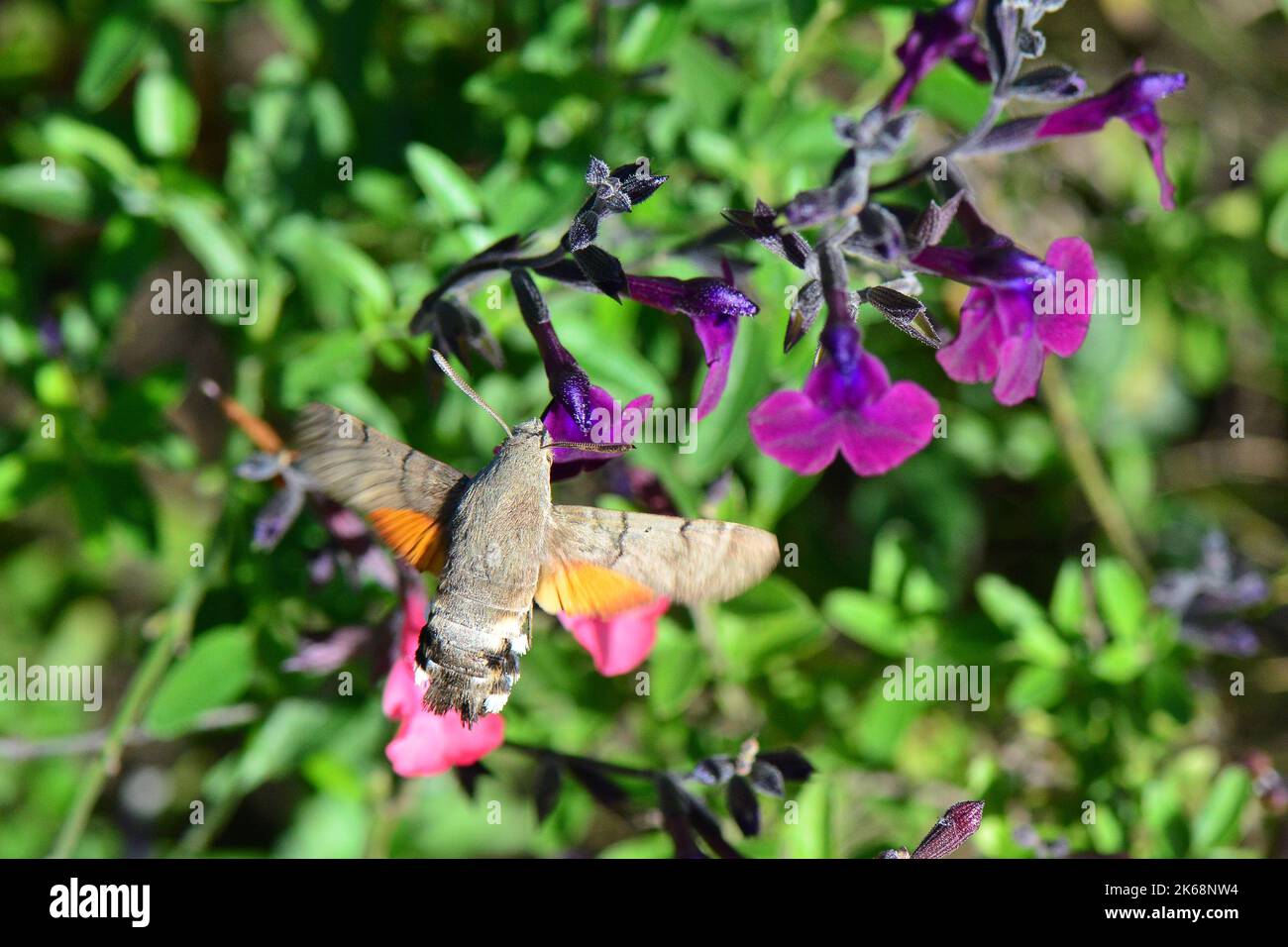 Hummingbird hawk-moth, Taubenschwänzchen, Moro-sphinx, Macroglossum ...