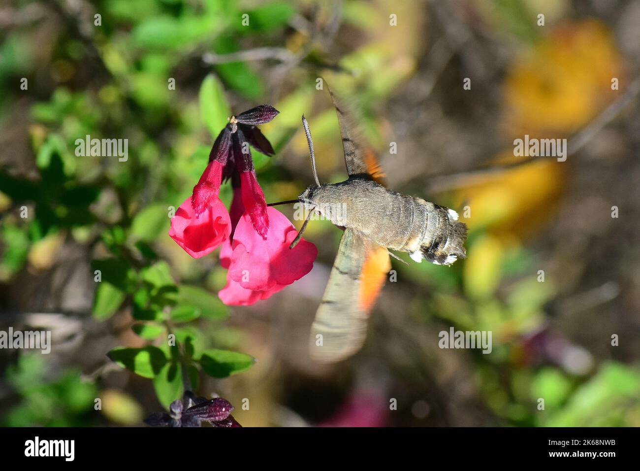 Hummingbird hawk-moth, Taubenschwänzchen, Moro-sphinx, Macroglossum ...