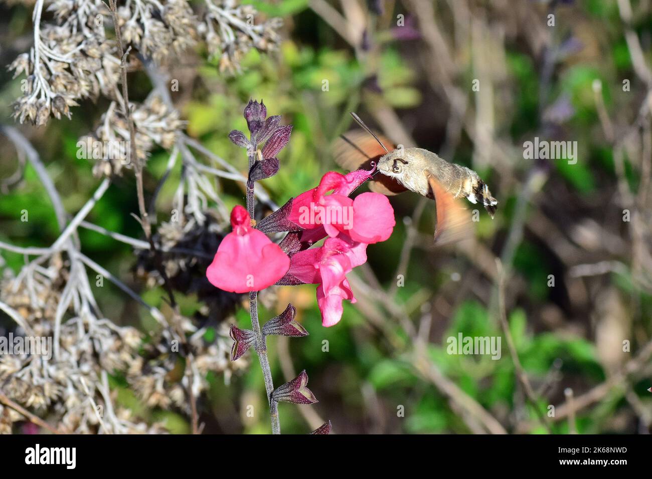 Hummingbird hawk-moth, Taubenschwänzchen, Moro-sphinx, Macroglossum ...
