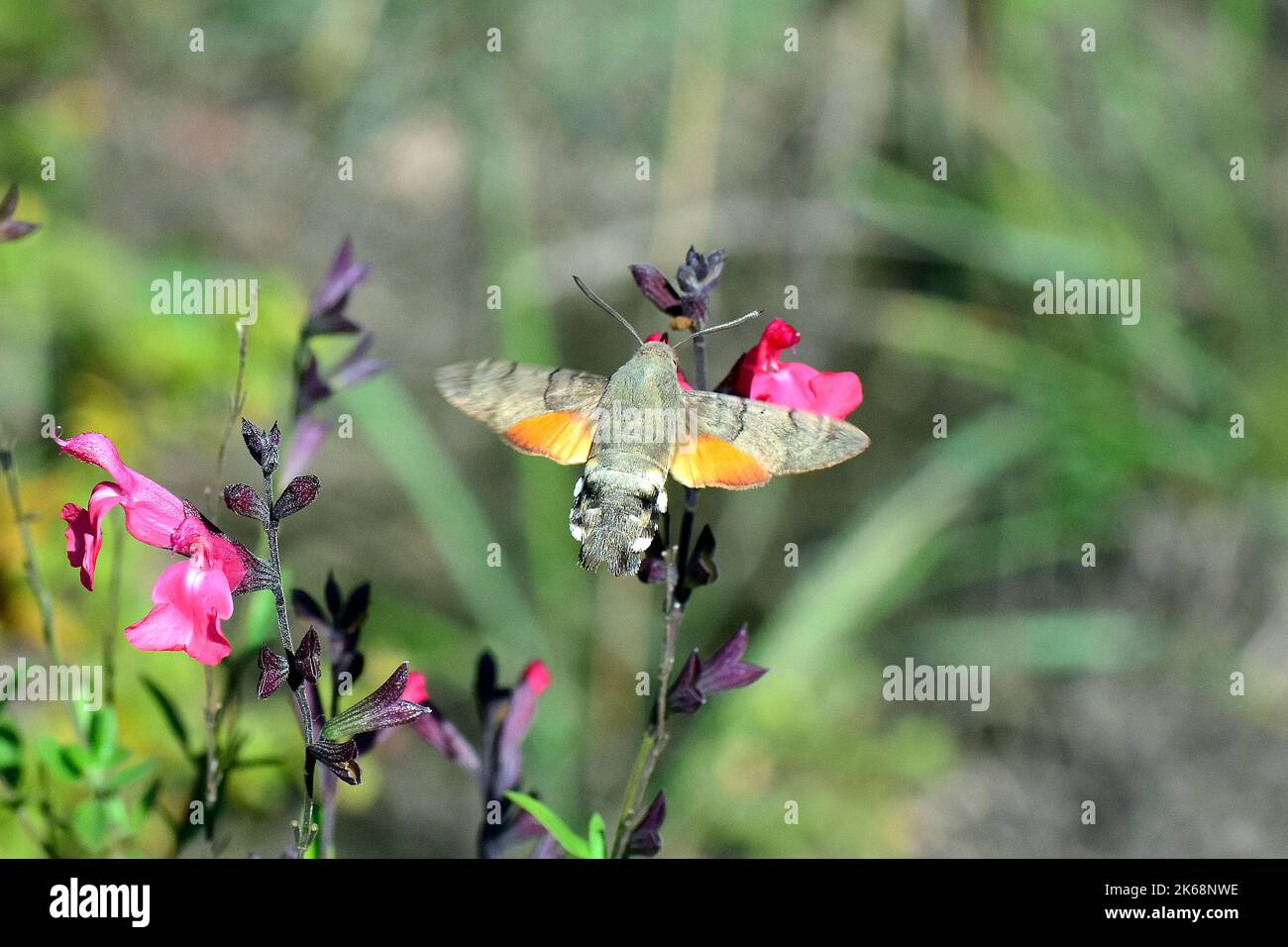 Hummingbird hawk-moth, Taubenschwänzchen, Moro-sphinx, Macroglossum ...