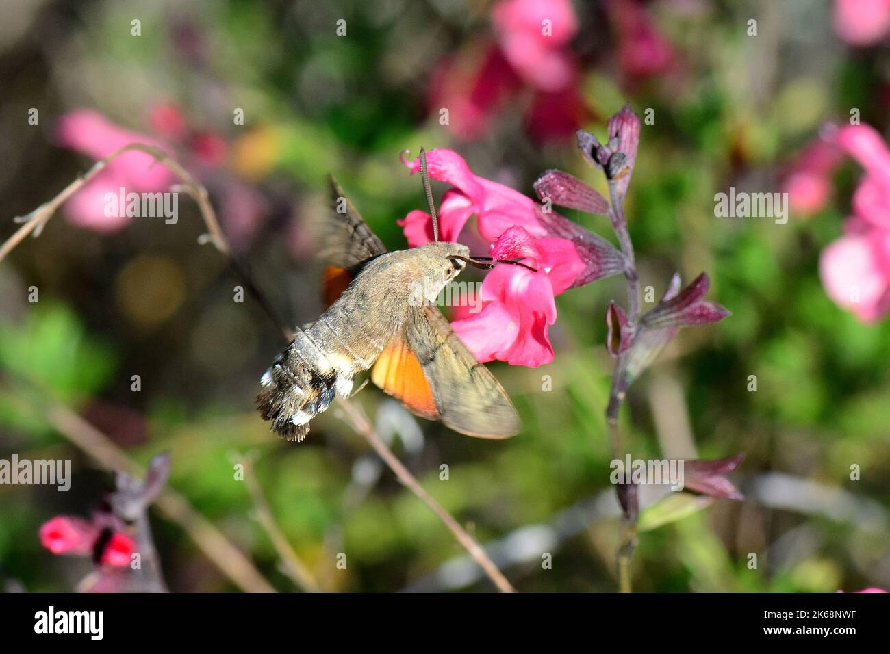 Hummingbird hawk-moth, Taubenschwänzchen, Moro-sphinx, Macroglossum ...