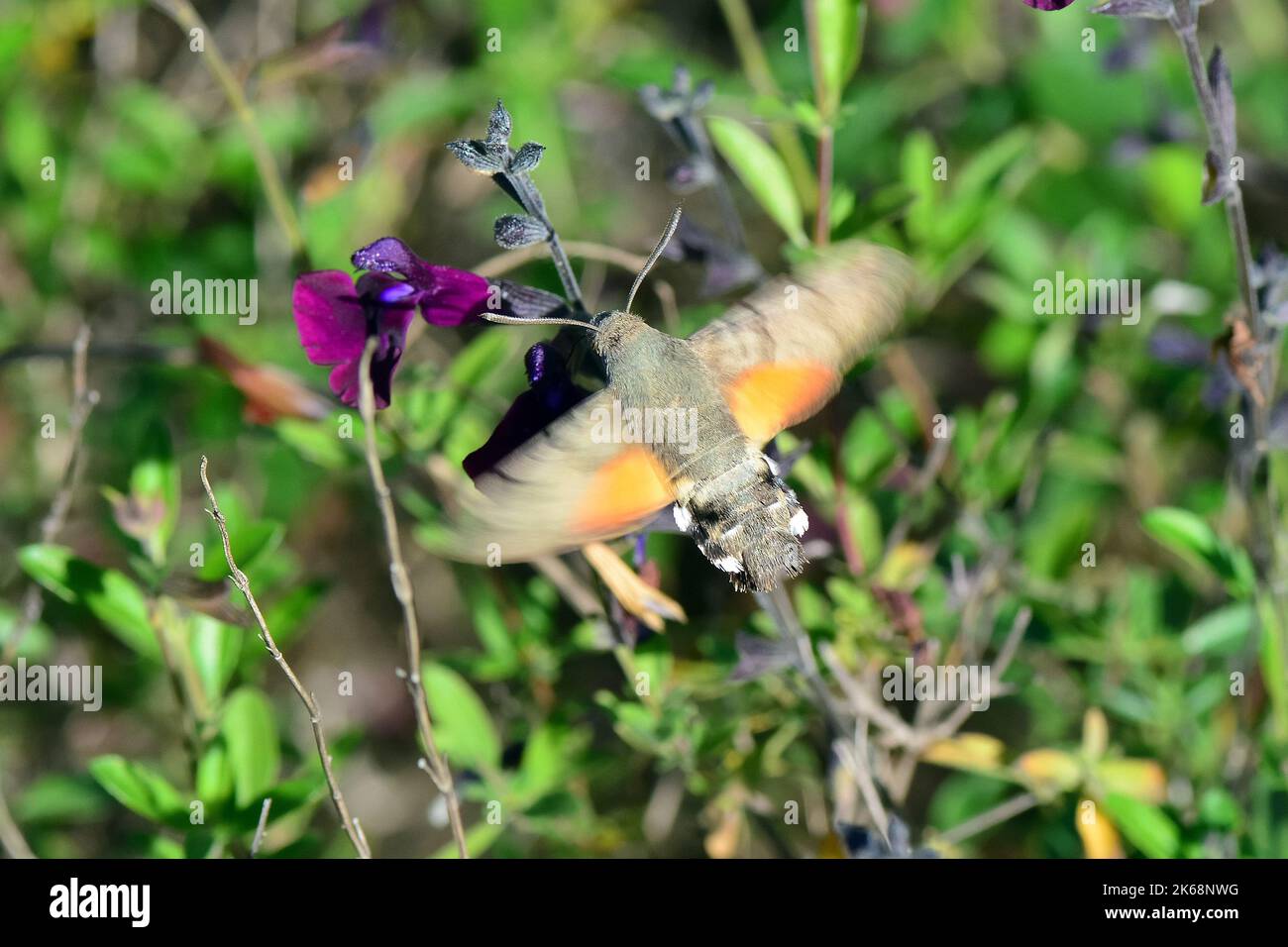 Hummingbird hawk-moth, Taubenschwänzchen, Moro-sphinx, Macroglossum ...