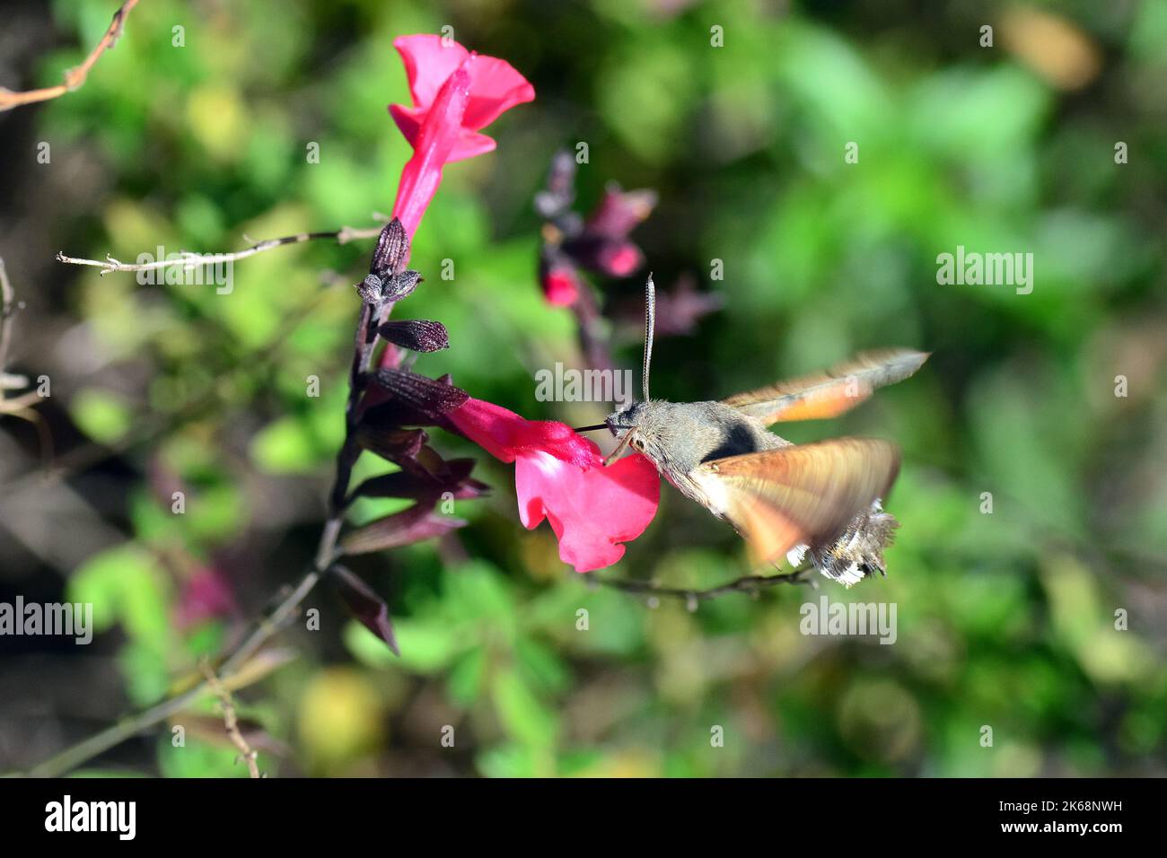 Hummingbird hawk-moth, Taubenschwänzchen, Moro-sphinx, Macroglossum ...
