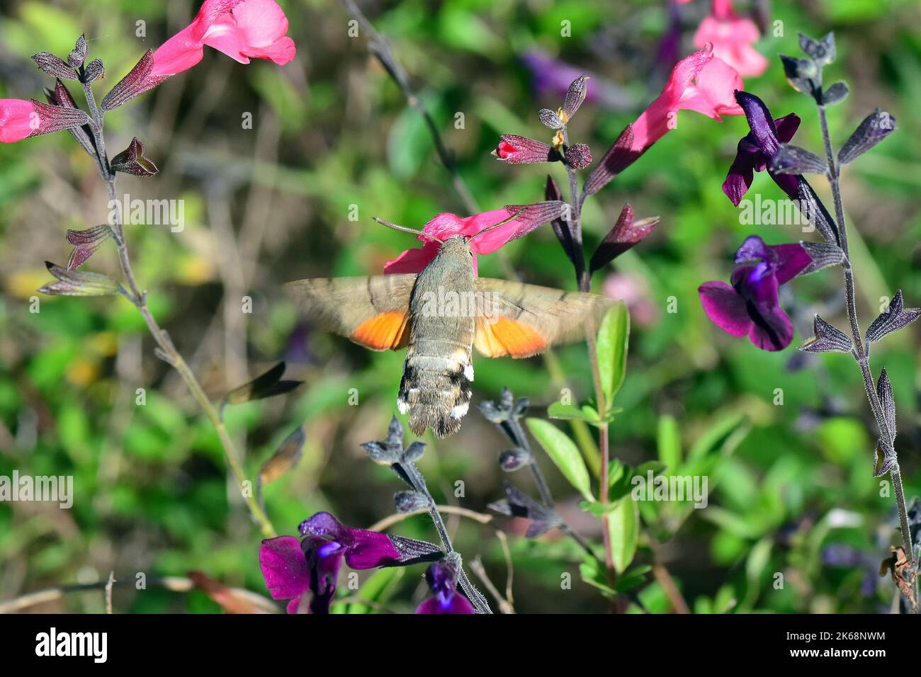 Hummingbird hawk-moth, Taubenschwänzchen, Moro-sphinx, Macroglossum ...