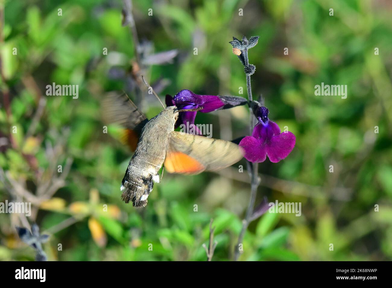 Hummingbird hawk-moth, Taubenschwänzchen, Moro-sphinx, Macroglossum ...