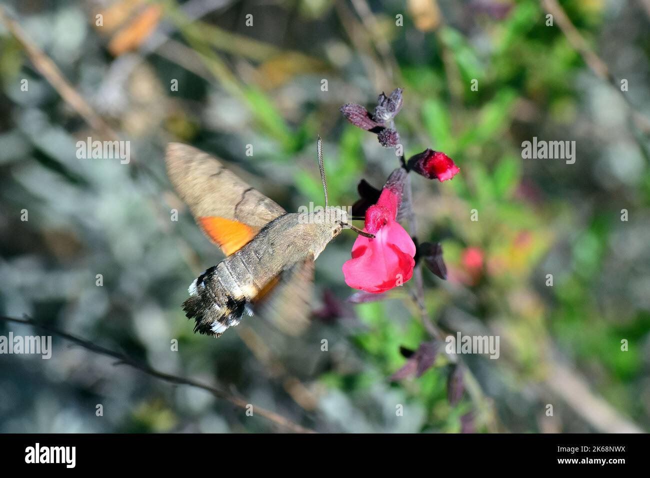 Hummingbird hawk-moth, Taubenschwänzchen, Moro-sphinx, Macroglossum ...