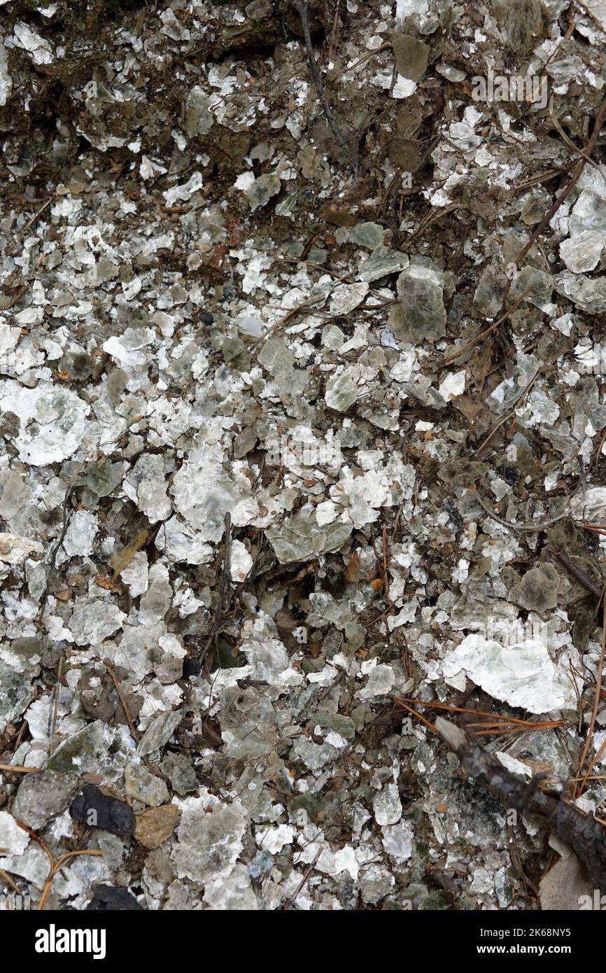 Zonal layers of Mica and Lepidolite in the roots of trees in the forest ...