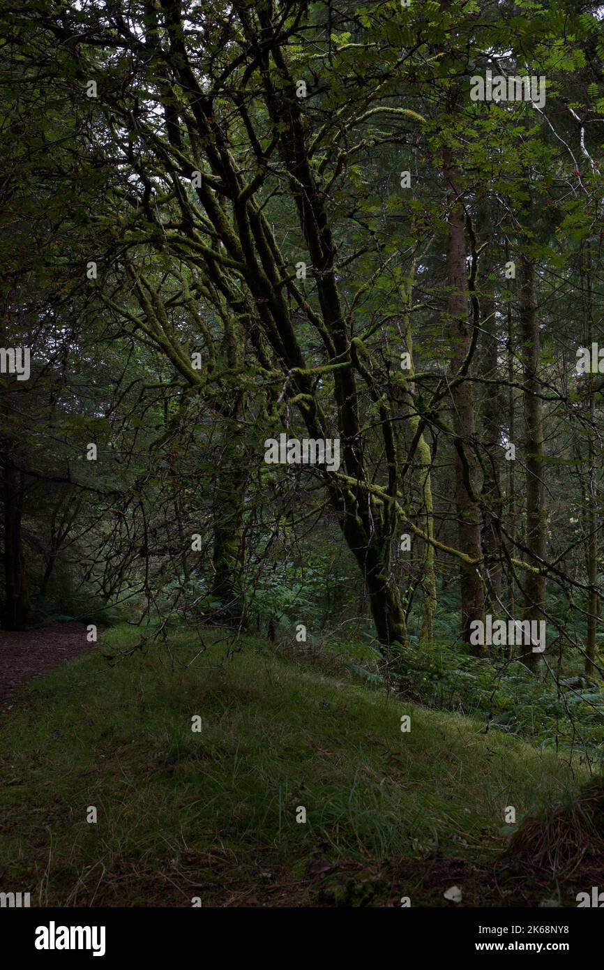 A beautiful vertical landscape of a green forest Stock Photo - Alamy