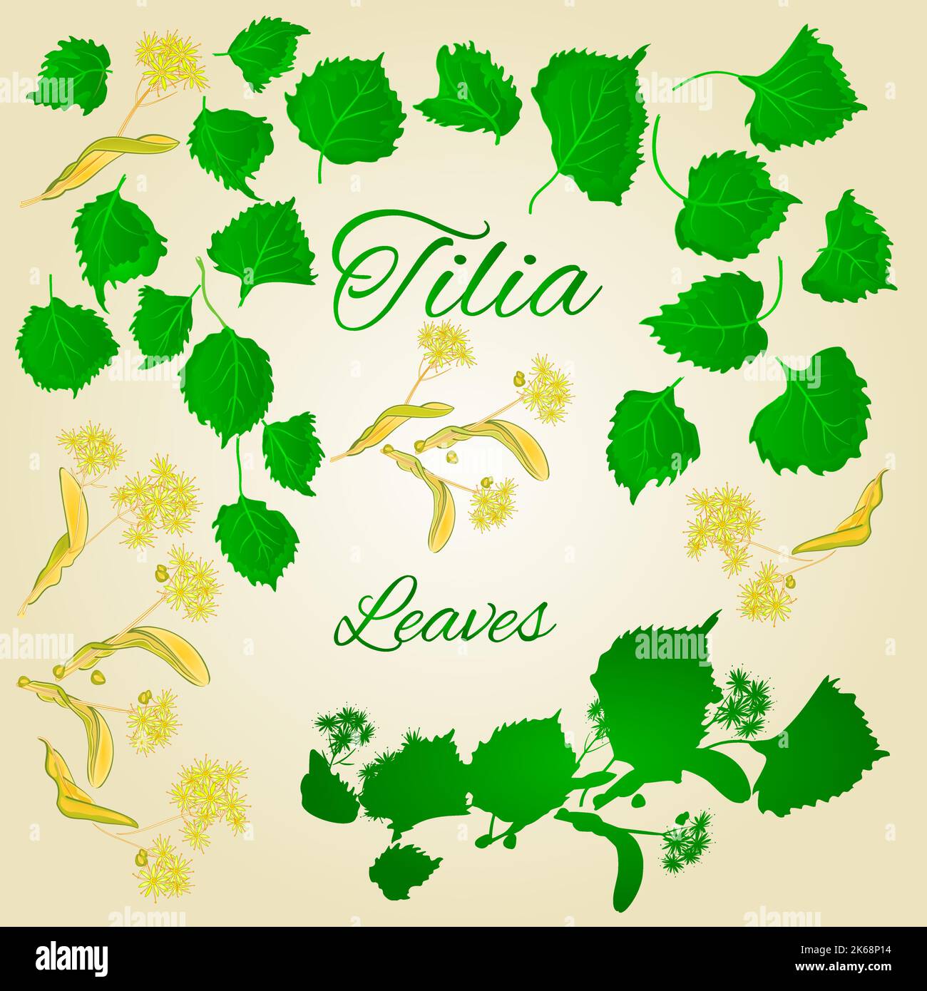 Tilia-Linden leaves with Linden flowers vector Stock Vector Image & Art ...
