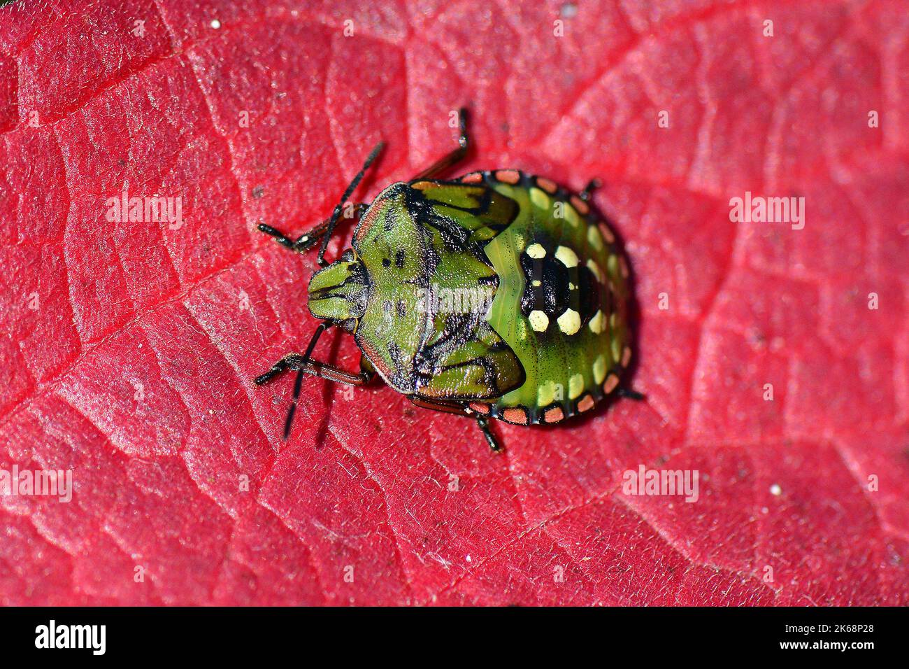 southern green stink bug, southern green shield bug, Grüne Reiswanze ...