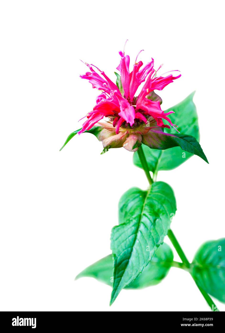 The Monarda (Monarda didyma) flower closeup isolated on white ...