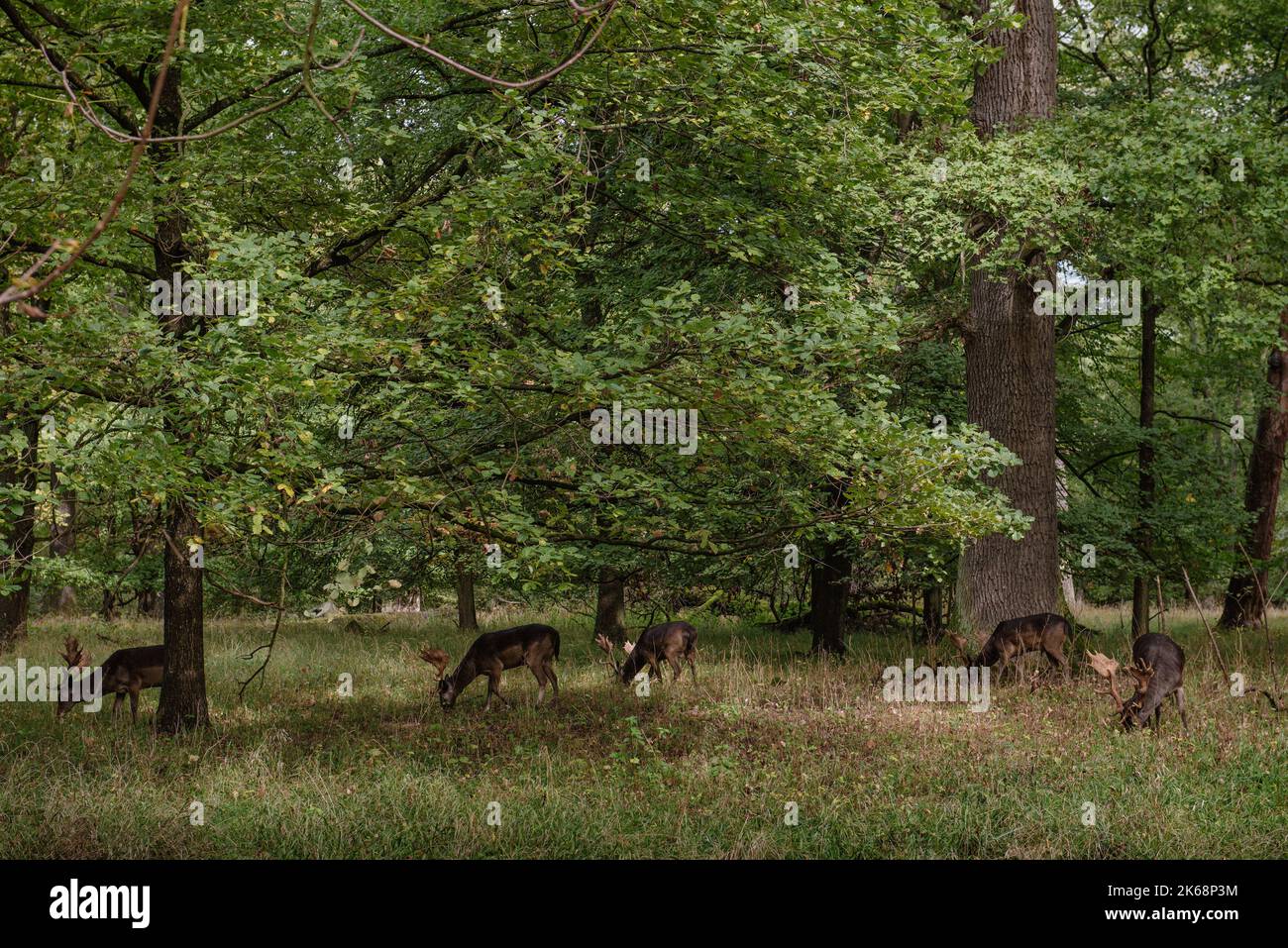 Whitetail Deer Bucks In Autumn Velvet Standing In An Opening In The ...