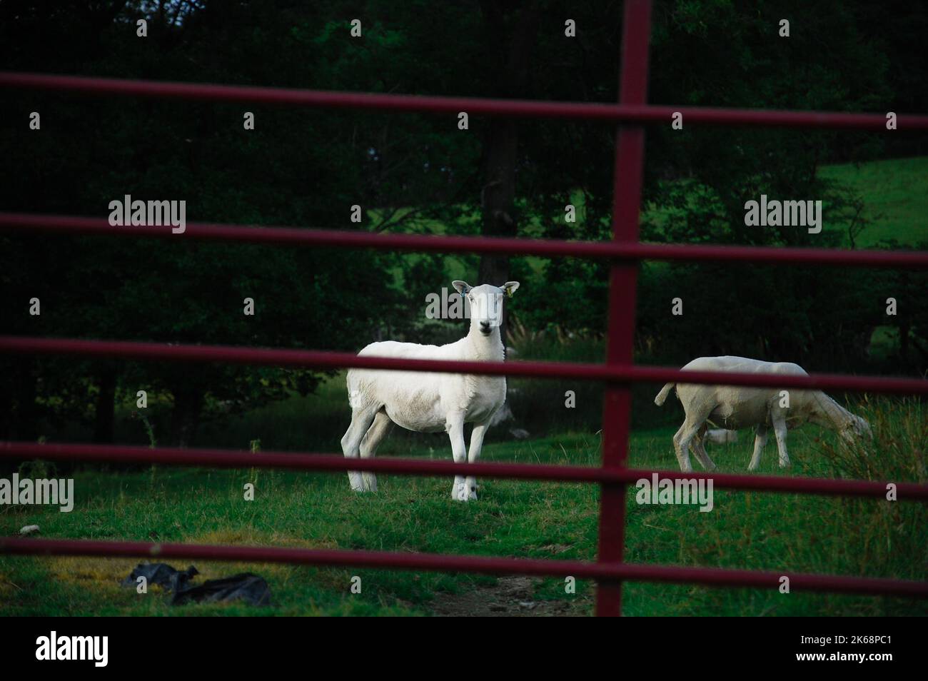 White sheep looking through red gate Stock Photo - Alamy