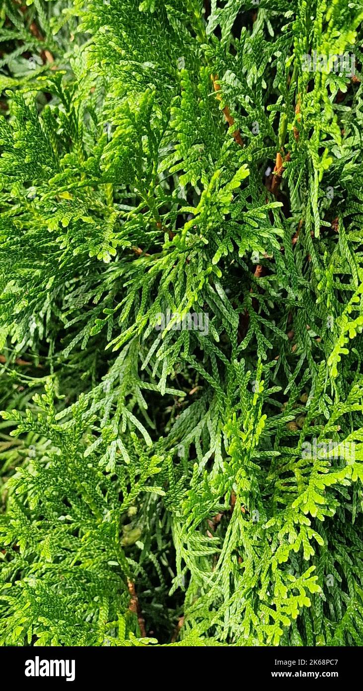 A vertical closeup of evergreen Brandon Arborvitae tree leaves, green ...