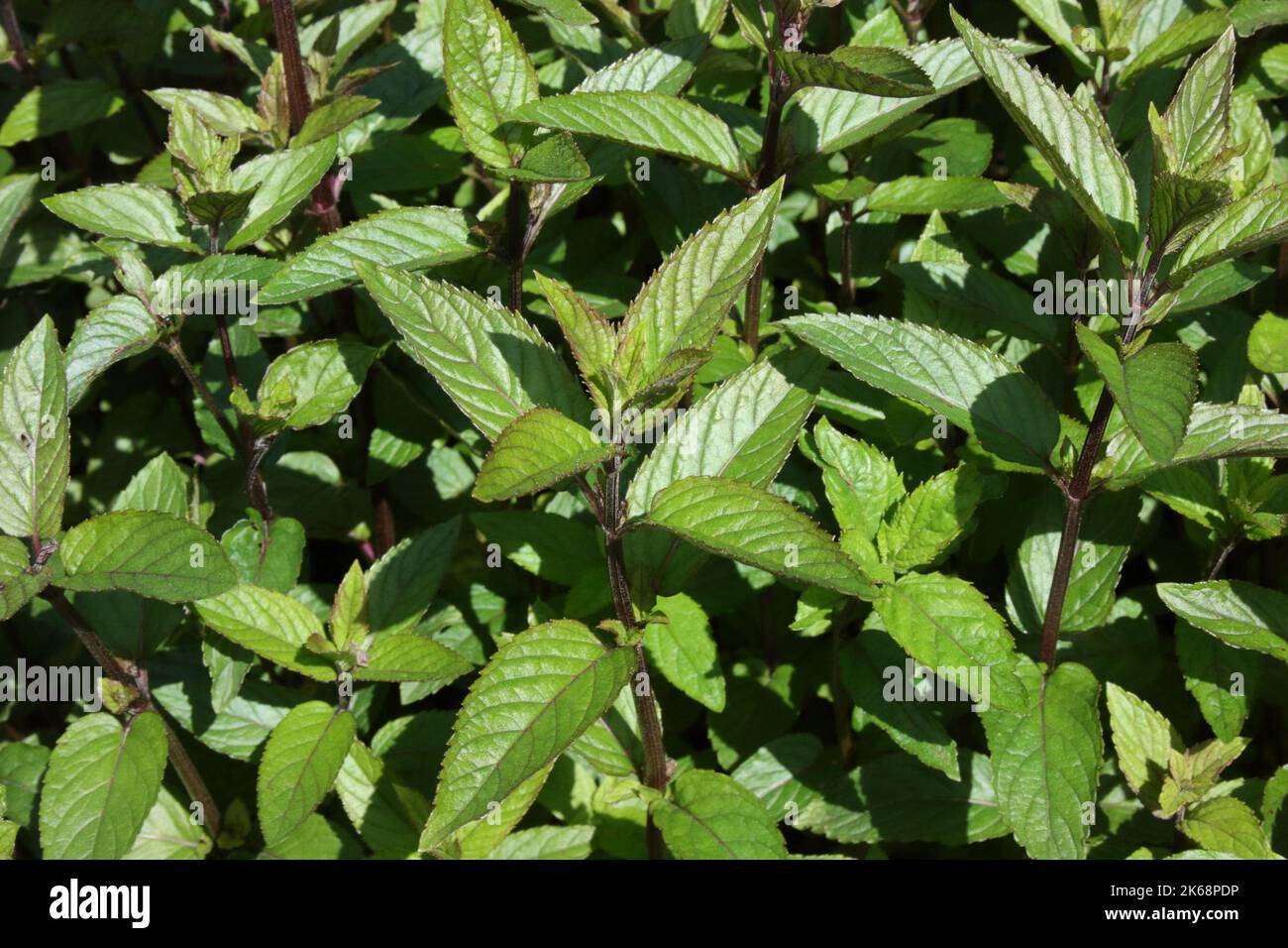 Peppermint (Mentha piperita) in garden Stock Photo - Alamy