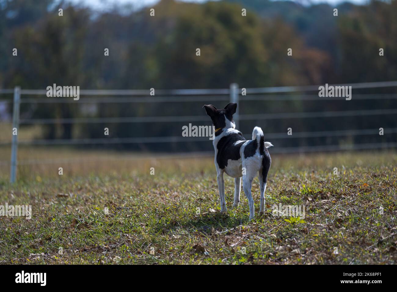 A black and white dog in a horse paddock Stock Photo - Alamy