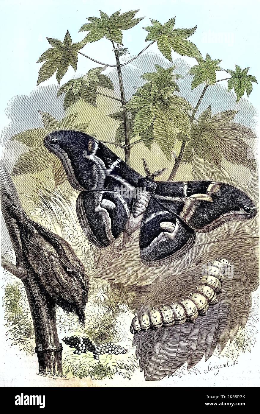 Samia cynthia, the ailanthus silkmoth, is a saturniid moth, used to ...