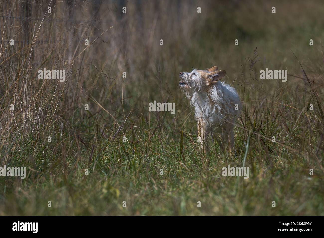 Ginger dog hi-res stock photography and images - Alamy