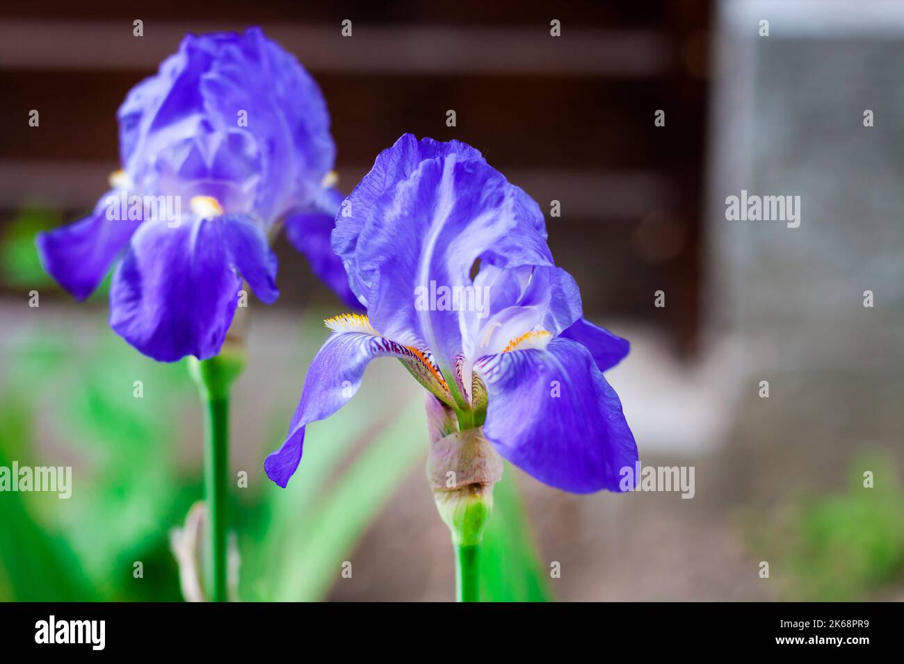 Two elegant iris flowers hi-res stock photography and images - Alamy