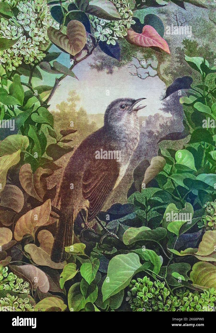 common nightingale or simply nightingale, Luscinia megarhynchos ...