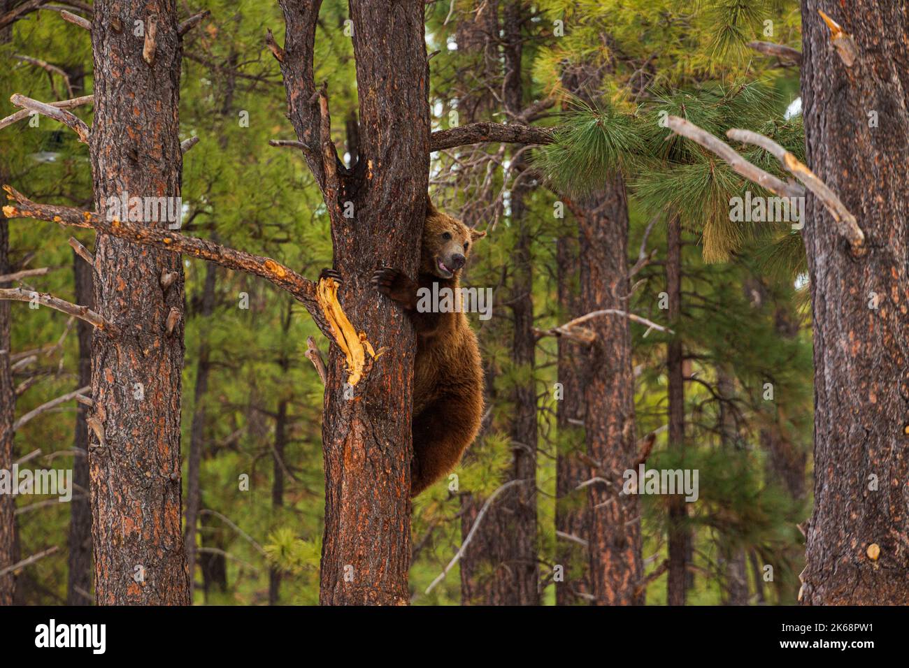 Brown Bear cub in a tree Stock Photo - Alamy