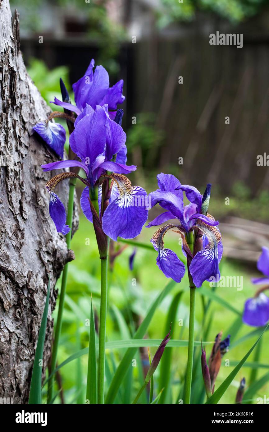 Blue Siberian iris flower closeup on garden background Stock Photo - Alamy
