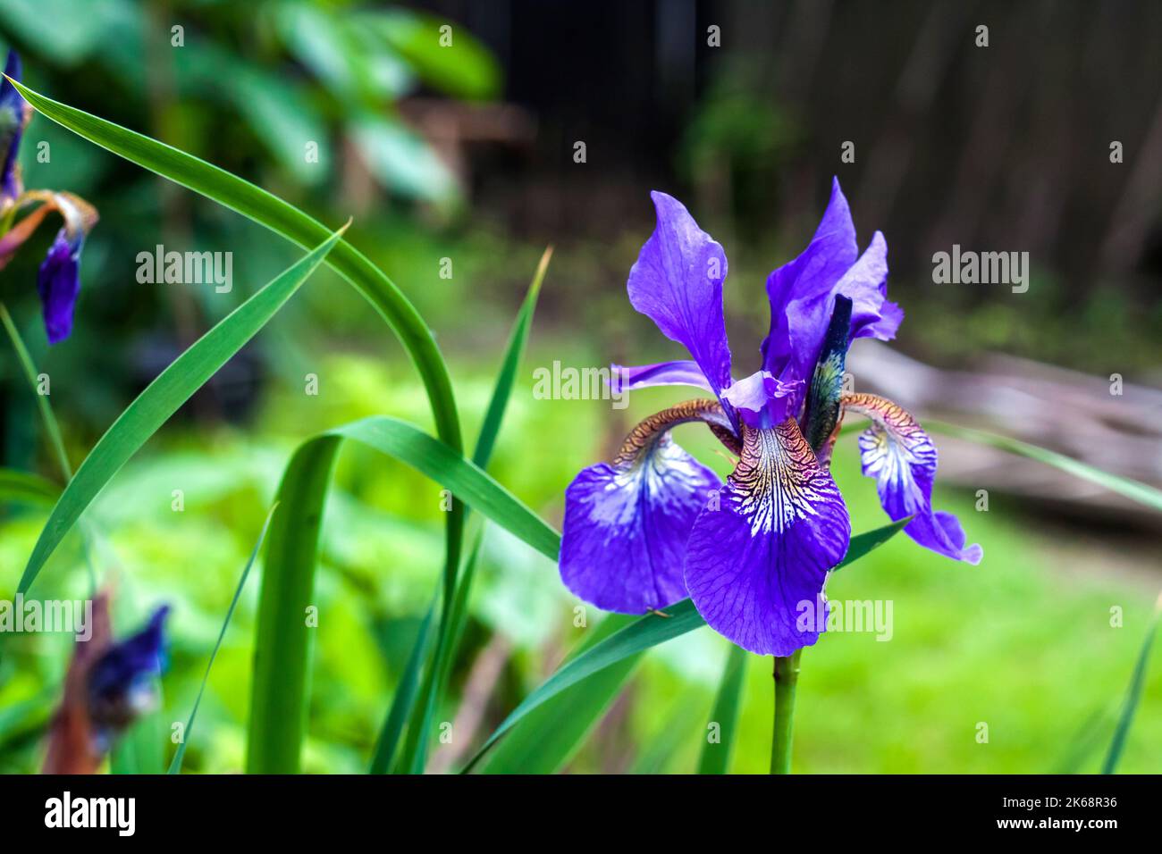 Blue Siberian iris flower closeup on garden background Stock Photo - Alamy